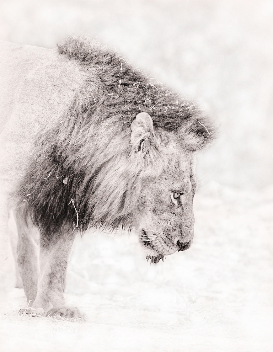 Mr T (Mohawk) the Mapogo Lion Warrior • Framed & Mounted Canvas Wall Art