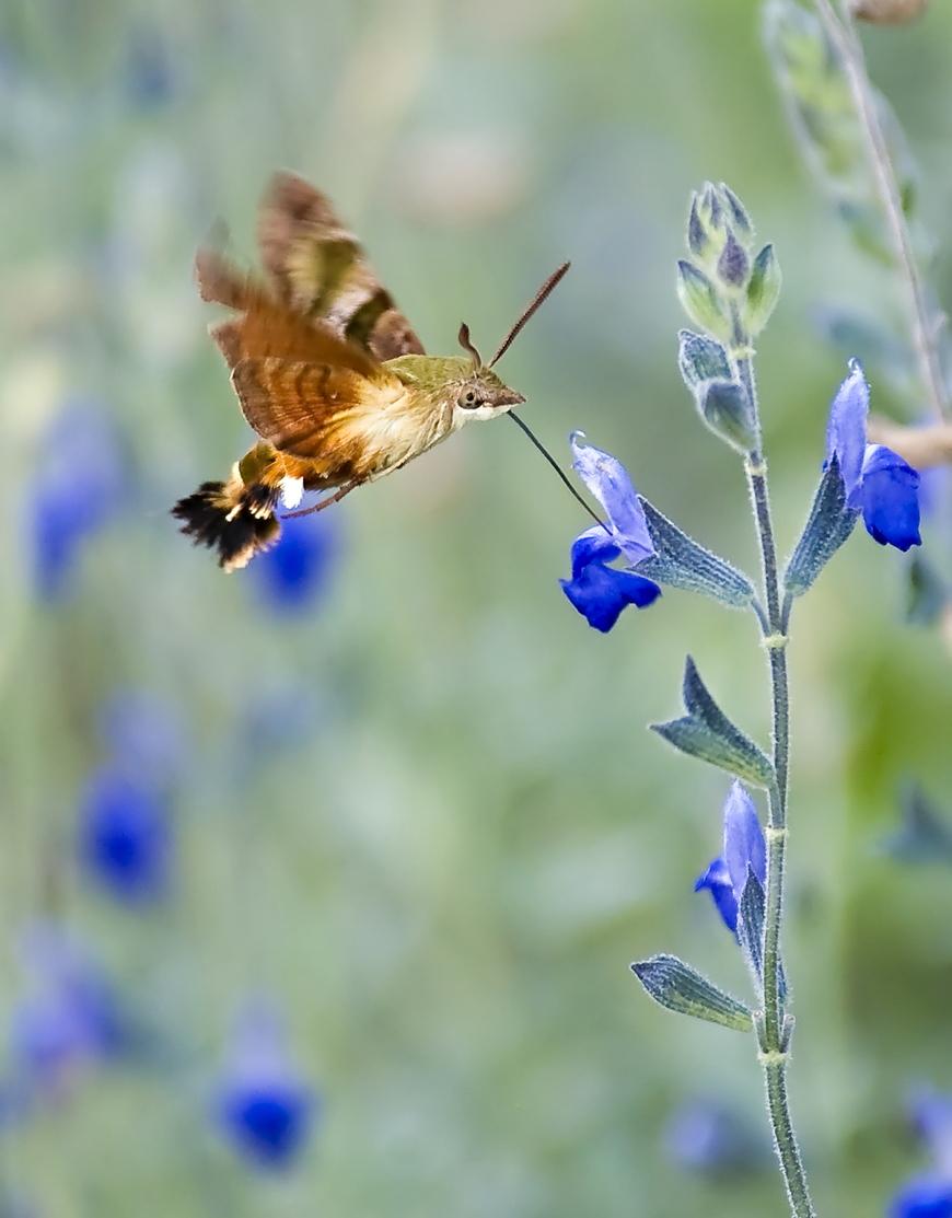 African Hummingbird Hawk Moth | Canvas and Acrylic Nature Art Print