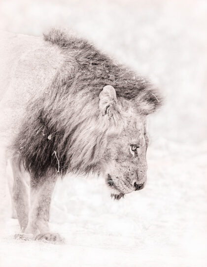 Mr T (Mohawk) the Mapogo Lion Warrior • Framed & Mounted Canvas Wall Art