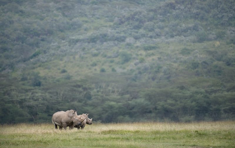 African Rhinos in the Mist | Canvas and Acrylic Wildlife Art Print