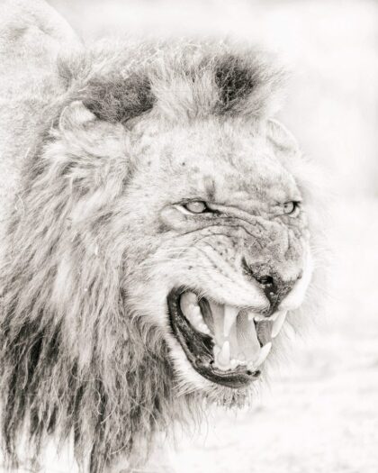 Mr T (Mohawk) the Mapogo Lion Warrior • Framed & Mounted Canvas Wall Art