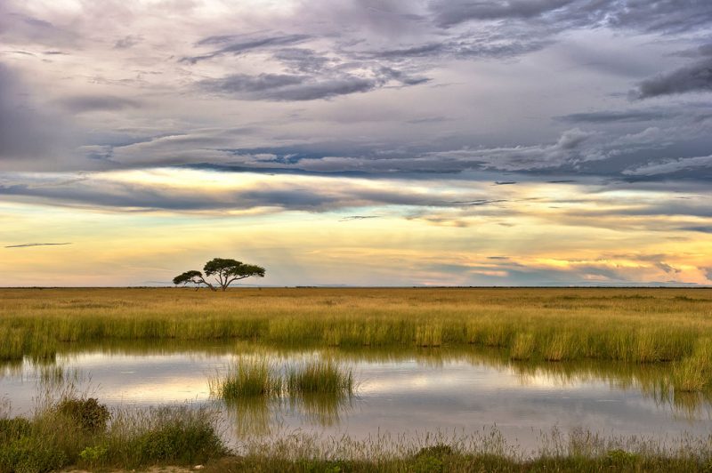 Etosha Landscape Namibia | Living Canvas Wall Art Print