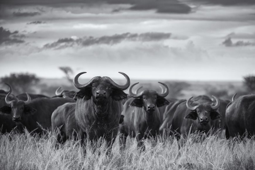 African Buffalo Art Print | Fine Art Prints for Lodges or Homes