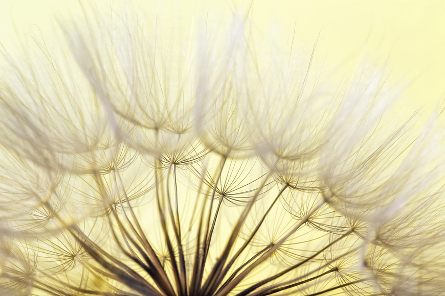 Gold Dandelion | Canvas & Framed Wall Art by Living Canvas®