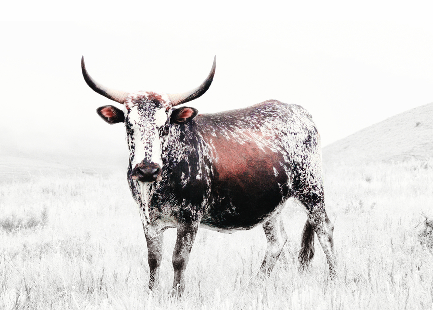 Nguni Bull on the Mountain | Nguni Cattle Canvas Wall Art