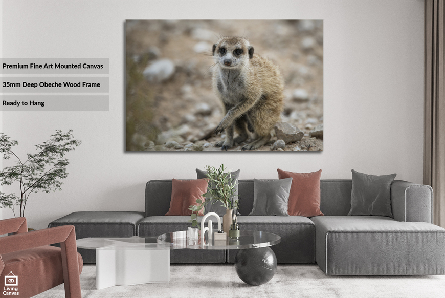 African Meerkat (Suricate) | Wildlife Wall Art Prints