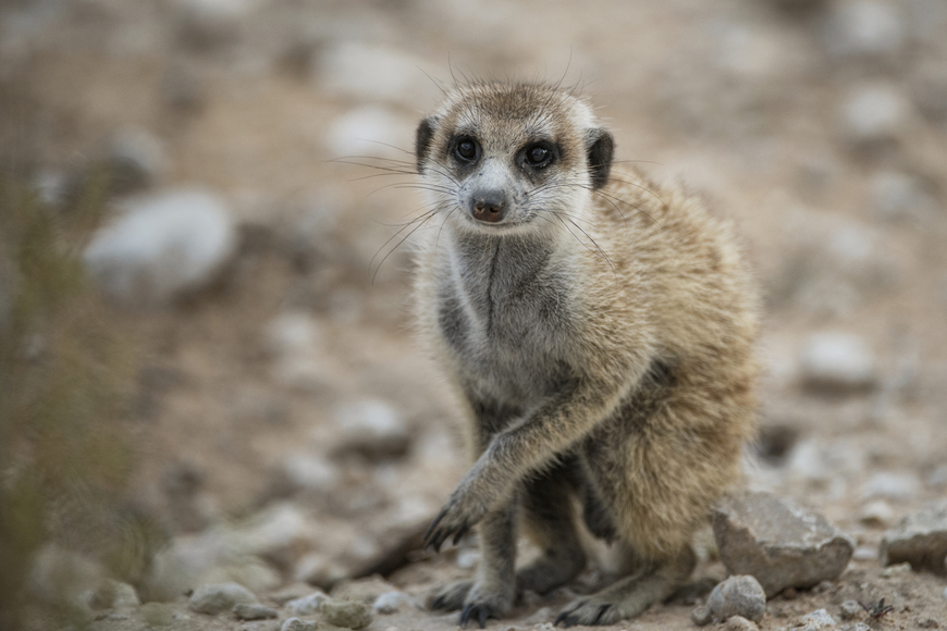 African Meerkat (Suricate) | Wildlife Wall Art Prints