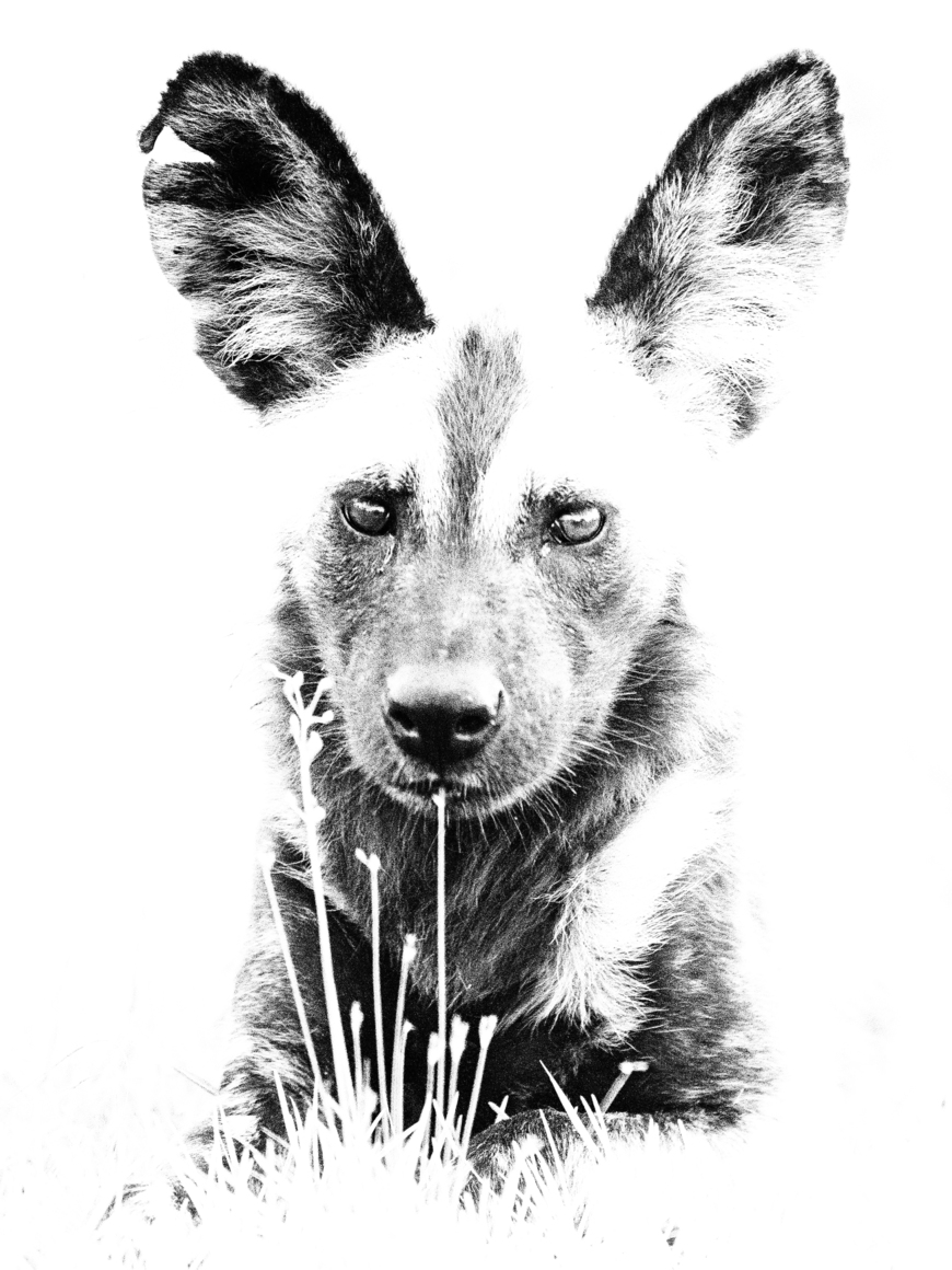 Wild Dog | High Key Fine Art Wildlife Print