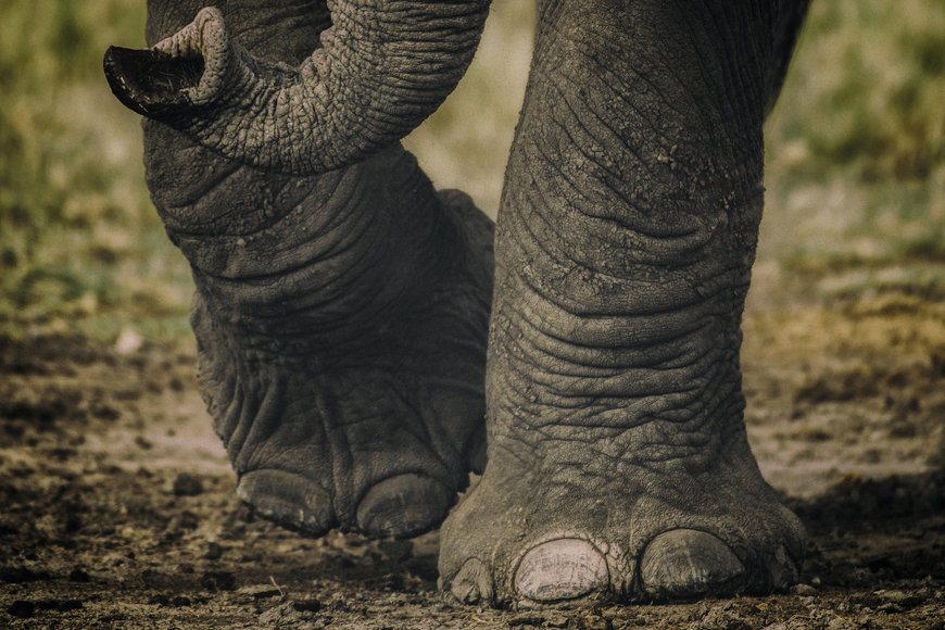 Elephant Feet | Photographic Wildlife Wall Art Print