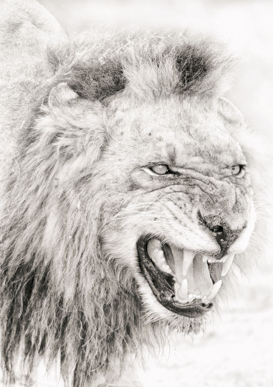 Flehmen Grimace | Monochrome Decor Wildlife Wall Art
