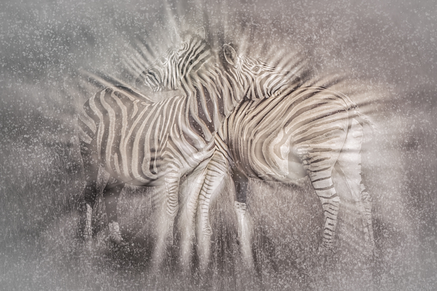 Zebra Rays • Abstract Wildlife Wall Art
