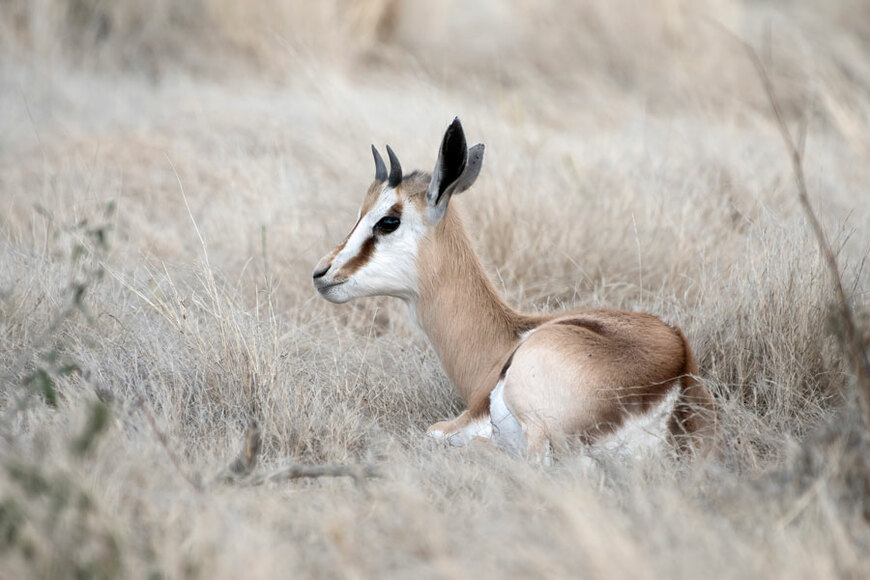 Young Springbok • Cute Wildlife Canvas Wall Art
