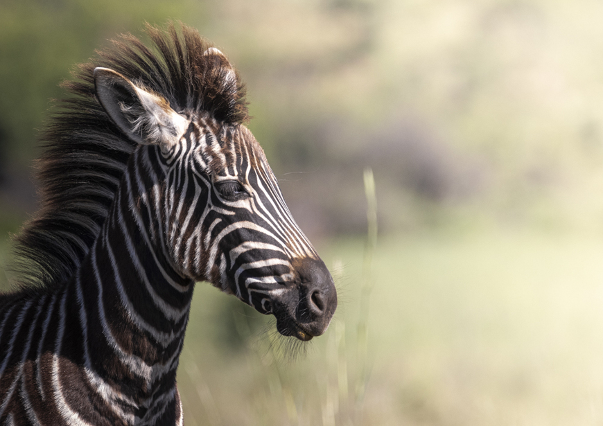 Mohawk Mane • Wildlife Photography Wall Art for Interiors