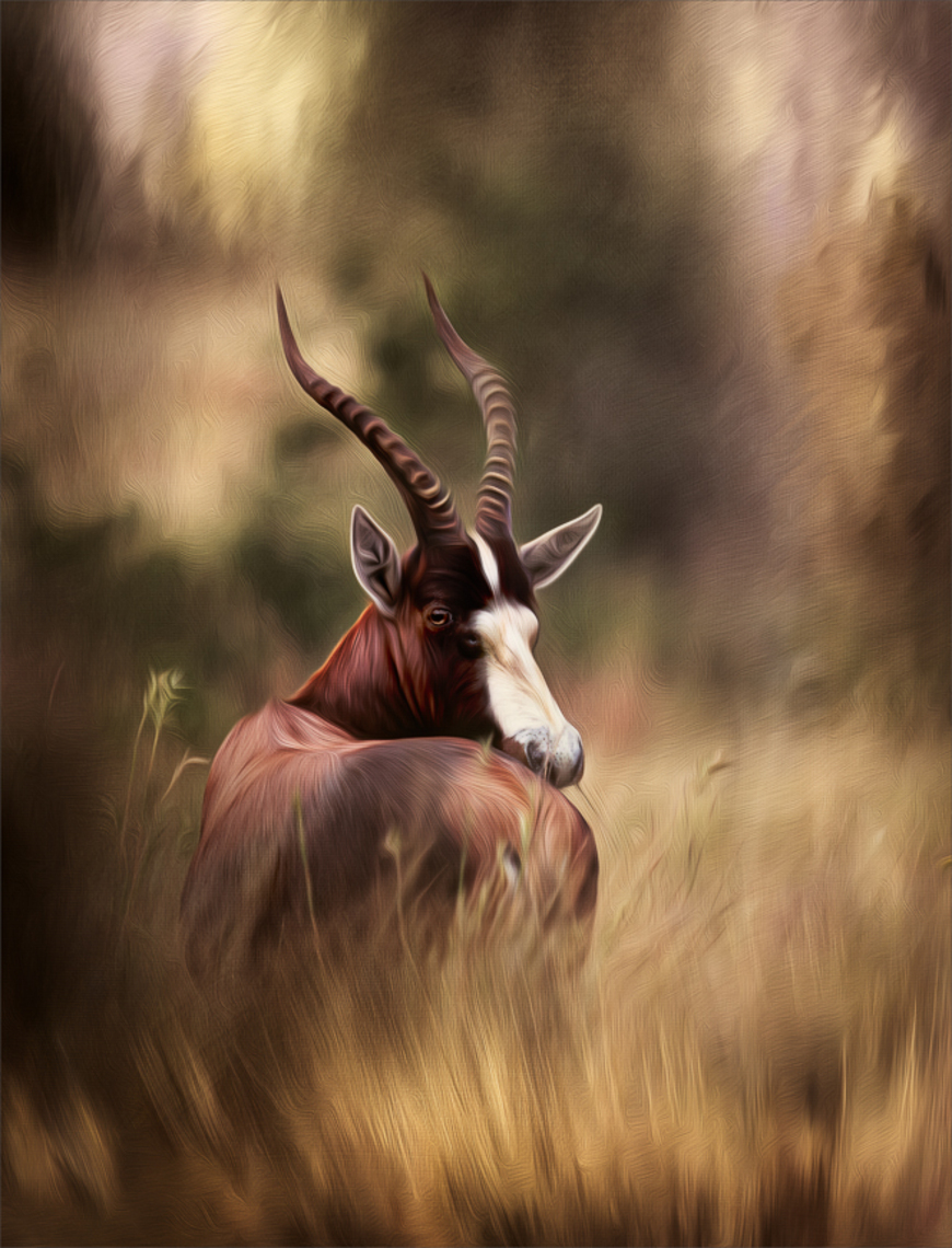 Antelope portrait • Wildlife Fine Art for Interior Decor