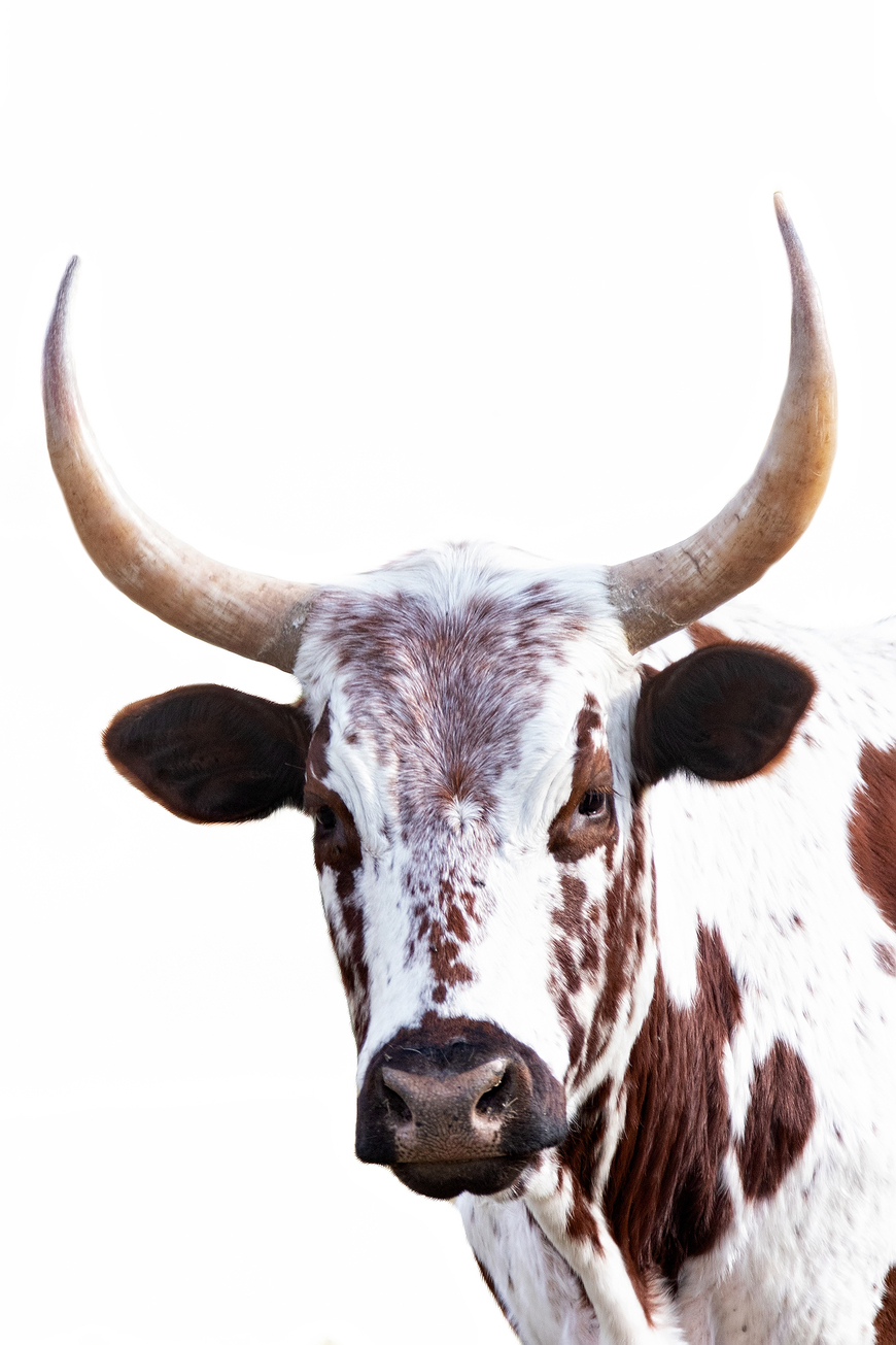 Nguni princess • African Nguni Art for Interior Decor