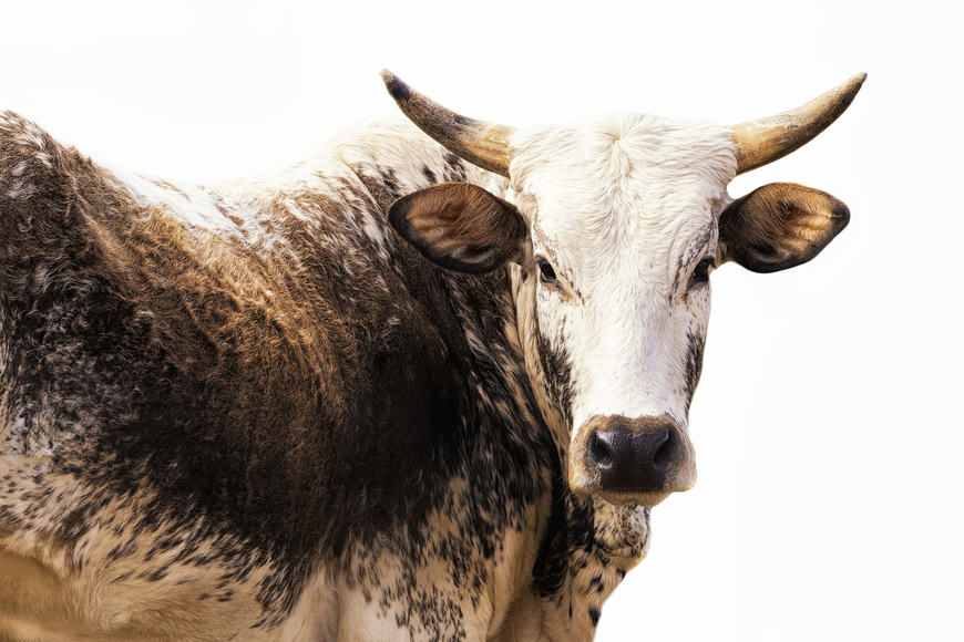 Nguni cow looking back at the camera • Decor Wall Art
