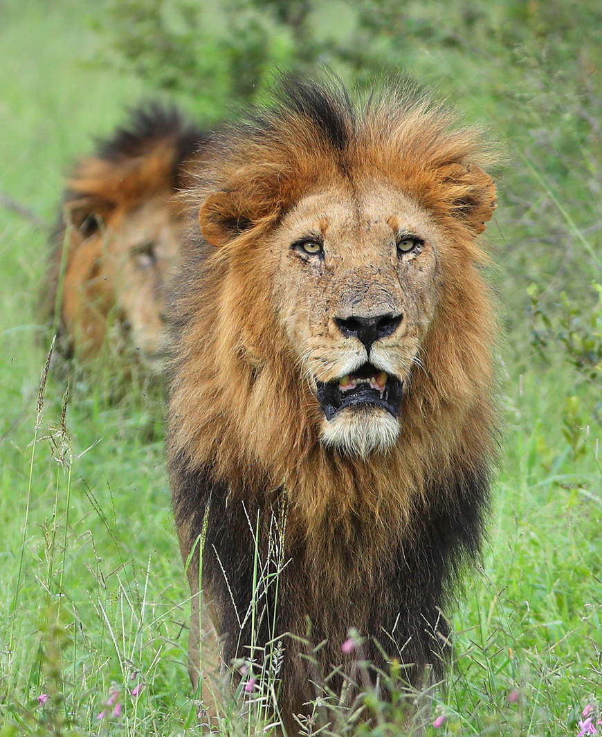 The Birmingham coalition of male lions • Wall Art