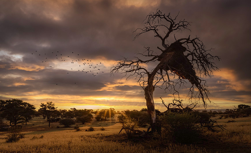 Kalahari Sunset • Scenic Canvas Decor Art for Interiors