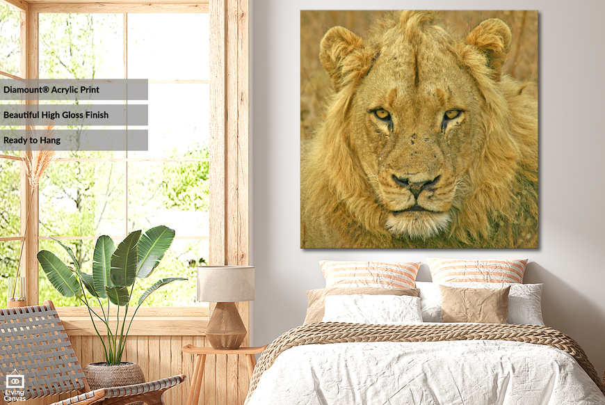 Young Mr-T Mapogo Lion • Home Interior Canvas Wall Arts