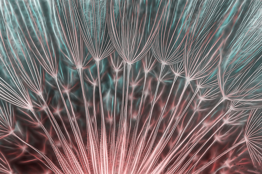 Abstract seeds • Fine Art Botanical Canvas Prints