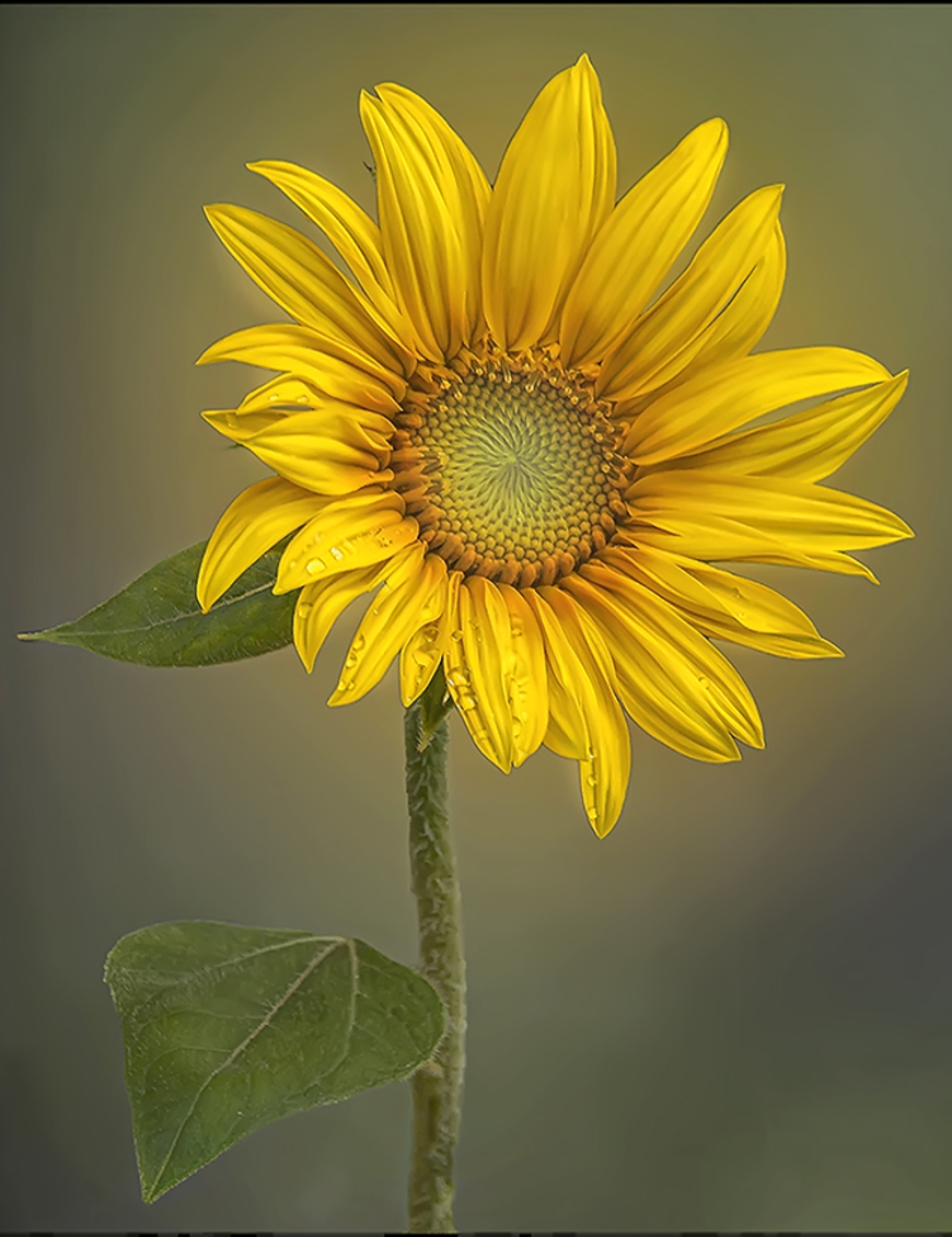 Good morning sunshine • Sunflower Wall Art on Canvas