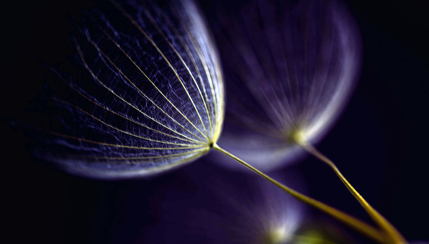 Dancing Queens • Framed & Canvas Dandelion Wall Art