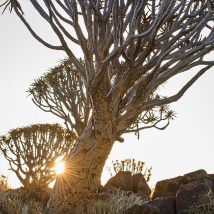 Invasive Plants in South Africa Landowners Asked to Report