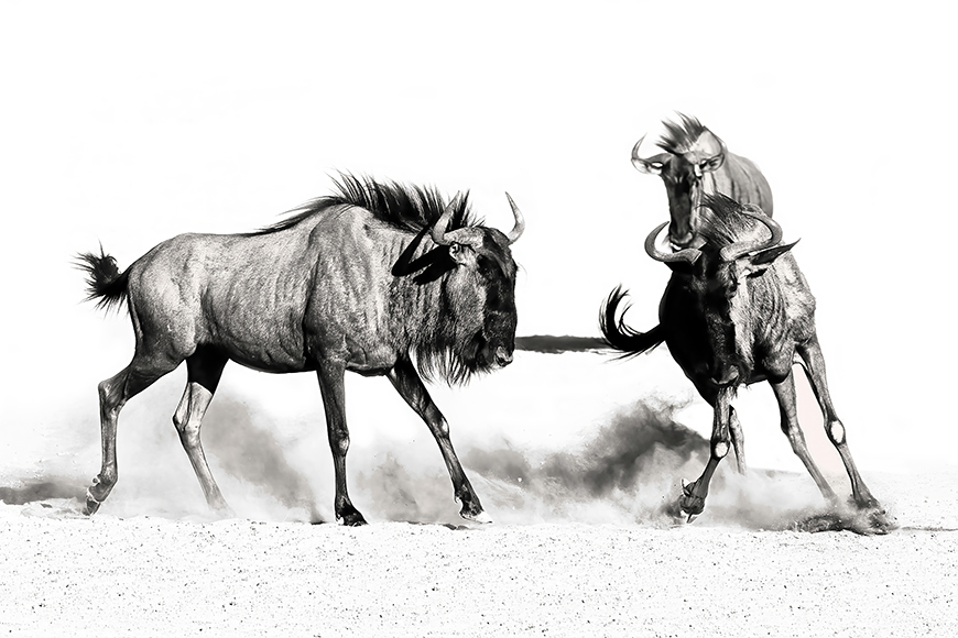 Wildebeest dance • Wall Art • Mounted Canvas & Framed