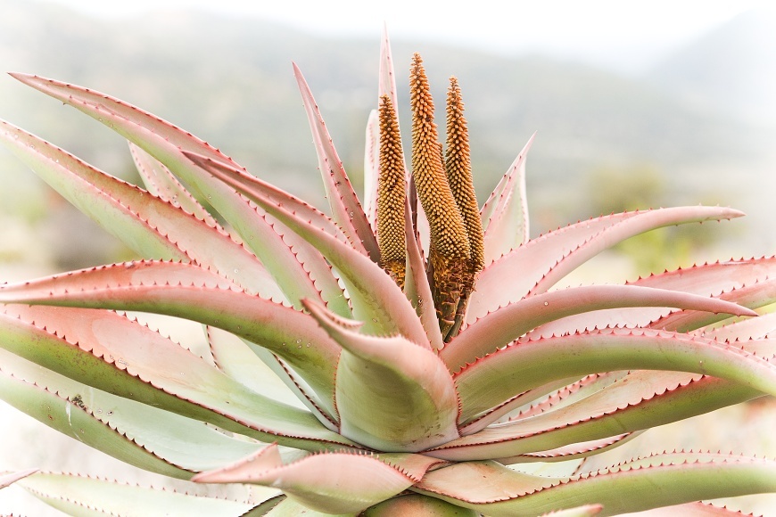 Aloes of the Eastern Cape • Wall Art • Mounted Canvas & Framed