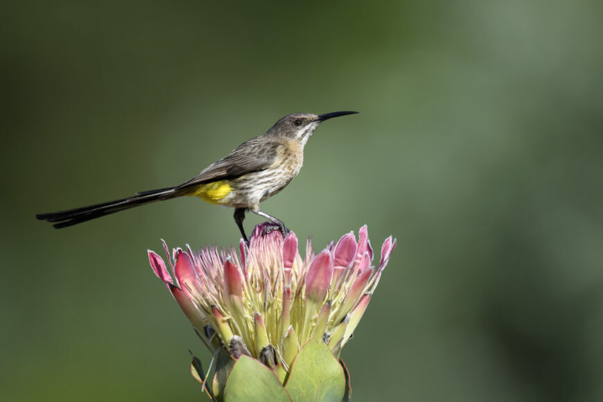 Cape Sugarbird • Framed & Canvas Wall Art South Africa