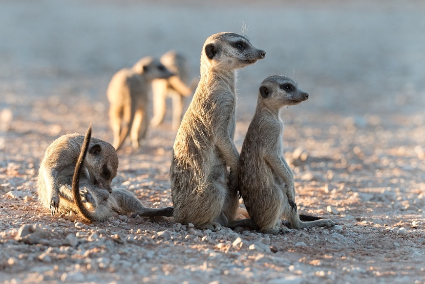 Meerkat Family • Wall Art South Africa • Canvas & Framed