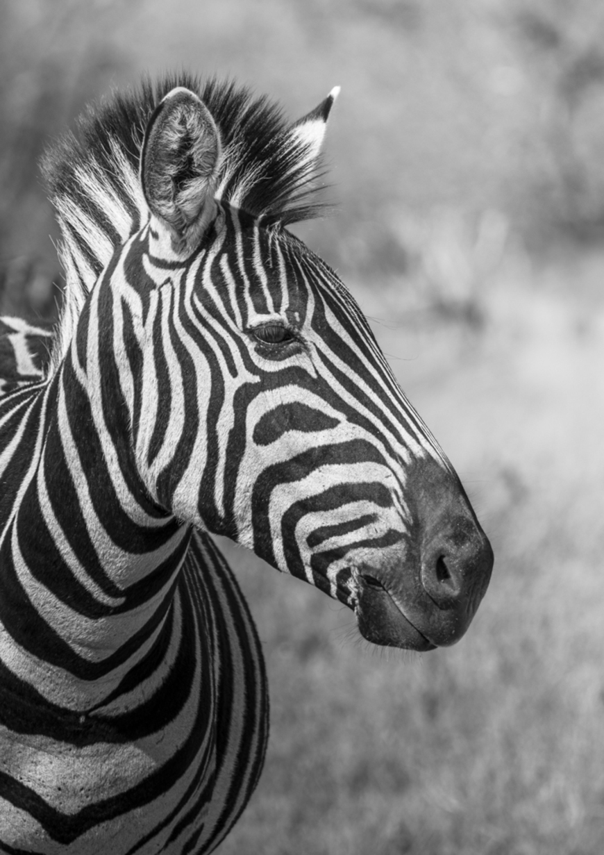 Africa's Fingerprint • Oustanding African Wildlife Wall Arts