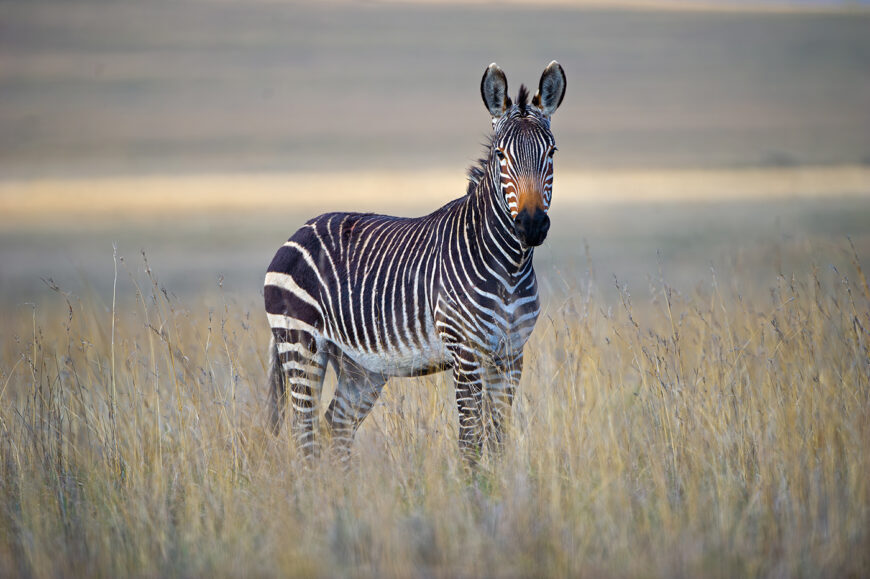 Framed Wall Art Canvas for Home or Office Decor